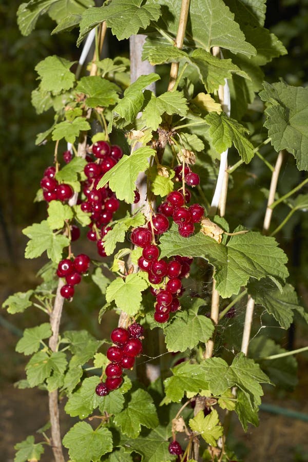 Ribes Rubrum Red Fruit on the Plant Stock Photo - Image of bush ...