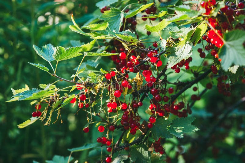 Ribes Rubrum Bright Red Berries of Ripe Red Currant on the Branches in ...