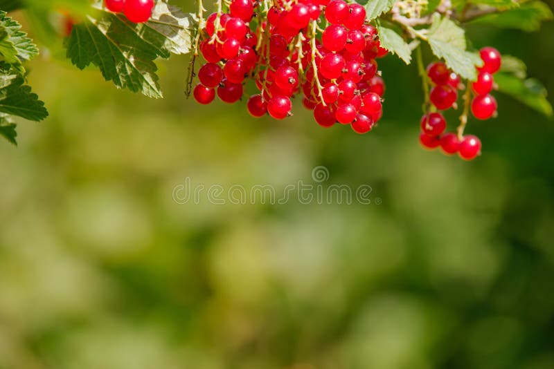 Ribes rubrum stock image. Image of berry, plant, nature - 97756305