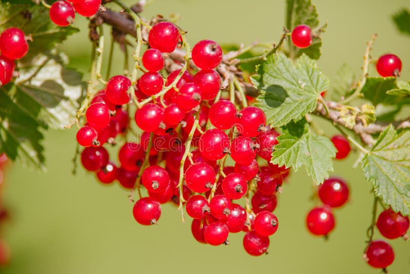 Ribes rubrum stock image. Image of berries, closeup, group - 97756671