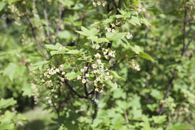 Ribes Rubrum, Red Currant Flowers Stock Photo - Image of spring ...
