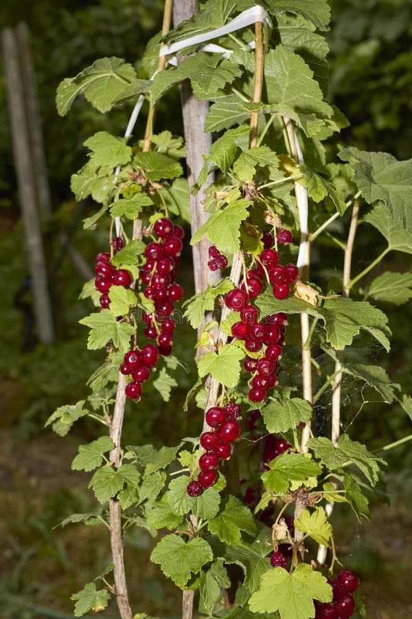 Ribes Rubrum Red Fruit on the Plant Stock Image - Image of green, berry ...