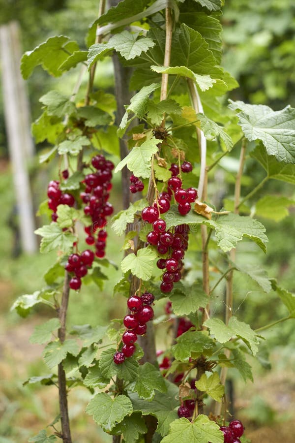 Ribes Rubrum Red Fruit on the Plant Stock Photo - Image of natural ...