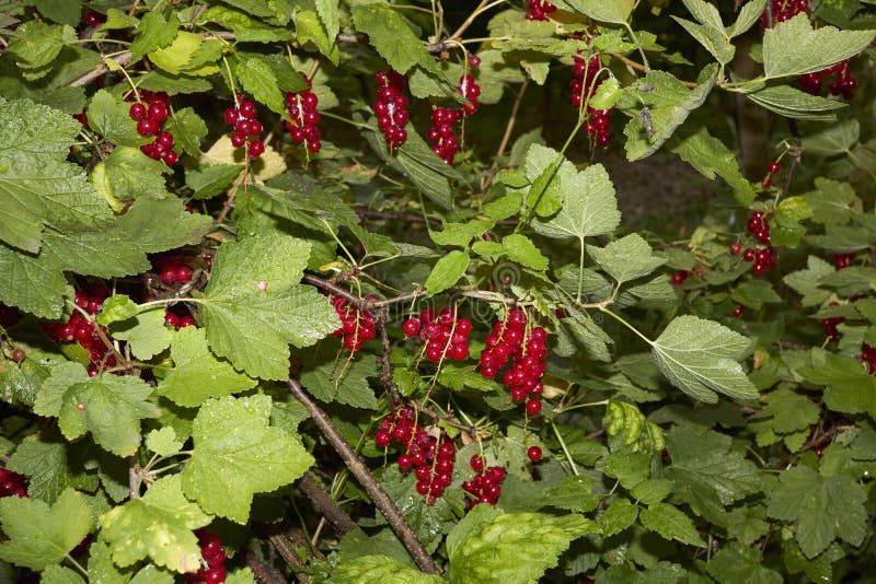 Ribes Rubrum Red Fruit on the Plant Stock Photo - Image of currant ...
