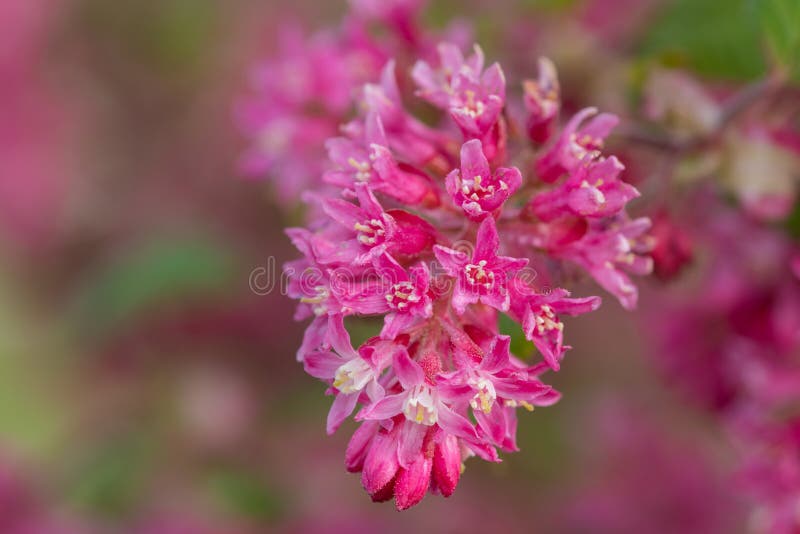 Ribes sanguineum stock photo. Image of flower, closeup - 183461298