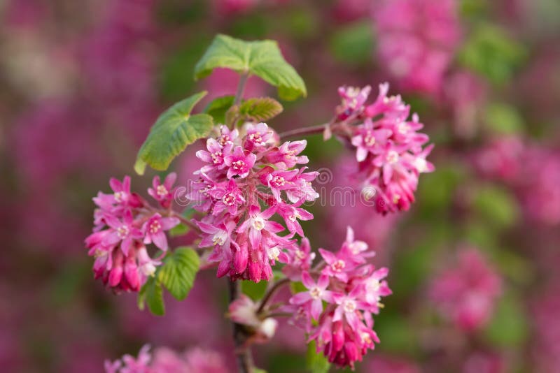 Ribes sanguineum stock image. Image of ornamental, currant - 205730589