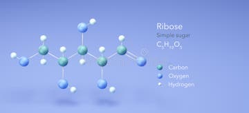 Ribose, Molecular Structures, Simple Sugar, 3d Model, Structural ...