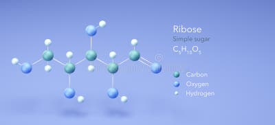 Ribose, Molecular Structures, Simple Sugar, 3d Model, Structural ...