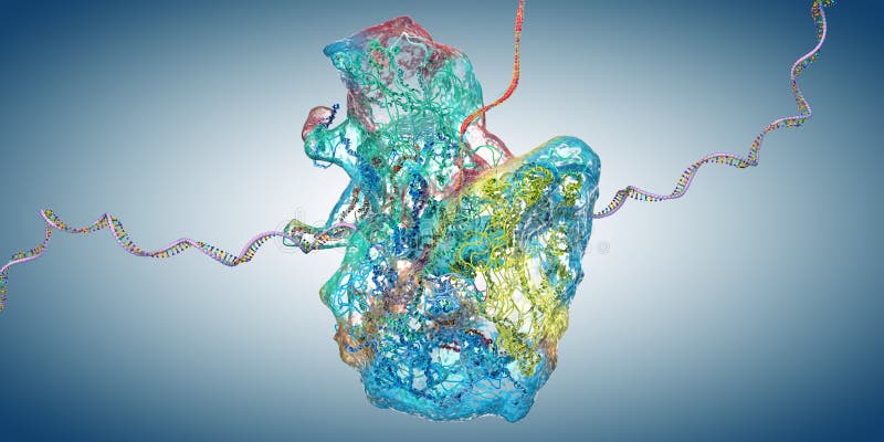 Ribosome As Part of an Biological Cell Constructing Messenger Rna ...