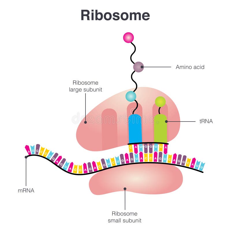 Structure Ribosome Infographics Vector Illustration On