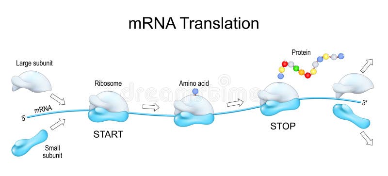 Protein Synthesis Cartoon