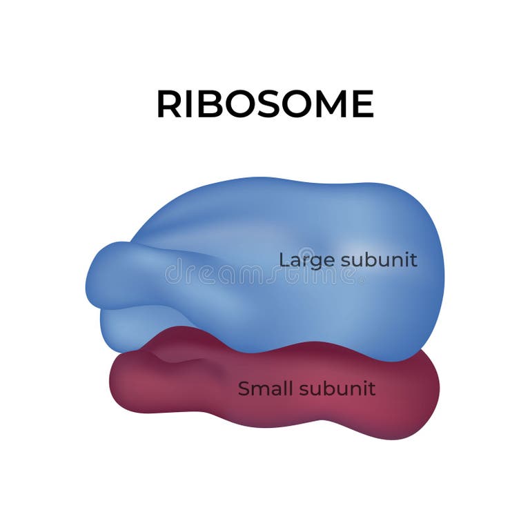 Ribosome the Protein Synthesis Machine Stock Vector - Illustration of ...