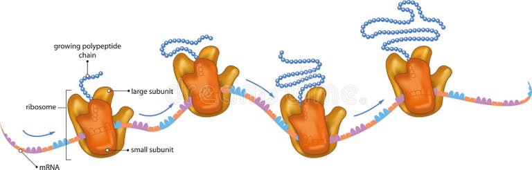 Polypeptide Stock Illustrations – 2,565 Polypeptide Stock Illustrations ...