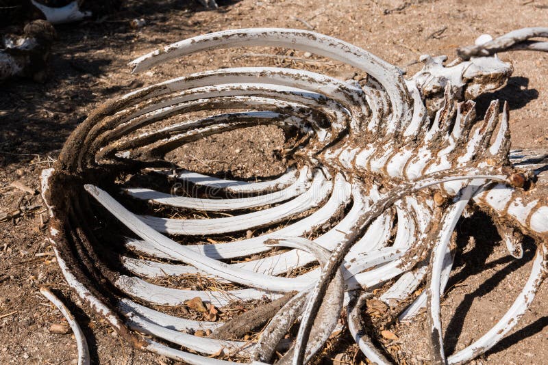 Horse Ribs stock photo. Image of desert, vertebrae, horse - 233961874