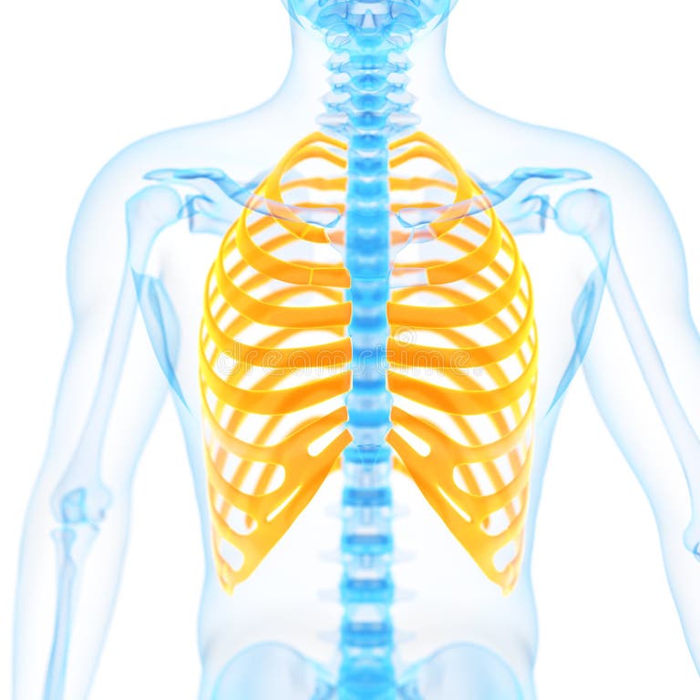 Medical Illustration Ribs Stock Illustrations – 2,655 Medical ...