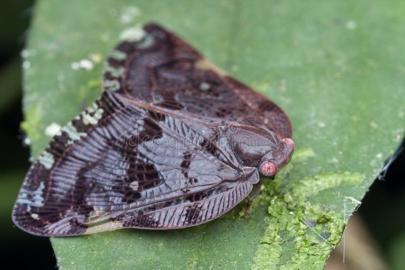 Ricaniidae planthopper stock image. Image of outdoor - 19832609