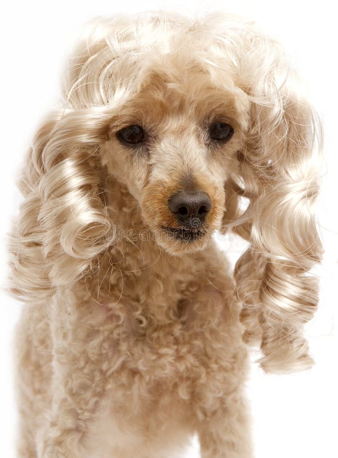 Cane riccio immagine stock. Immagine di furia, estetiche - 19761793