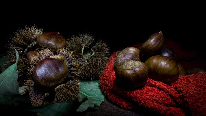 Ricci and chestnuts stock image. Image of forest, prickly - 62255707