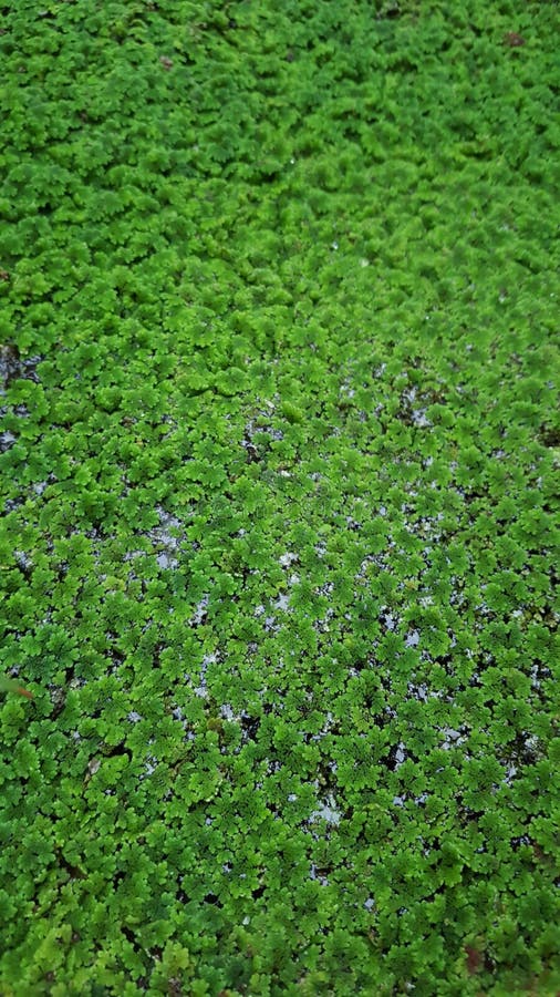 Riccia Plant Stock Photos - Free & Royalty-Free Stock Photos from ...
