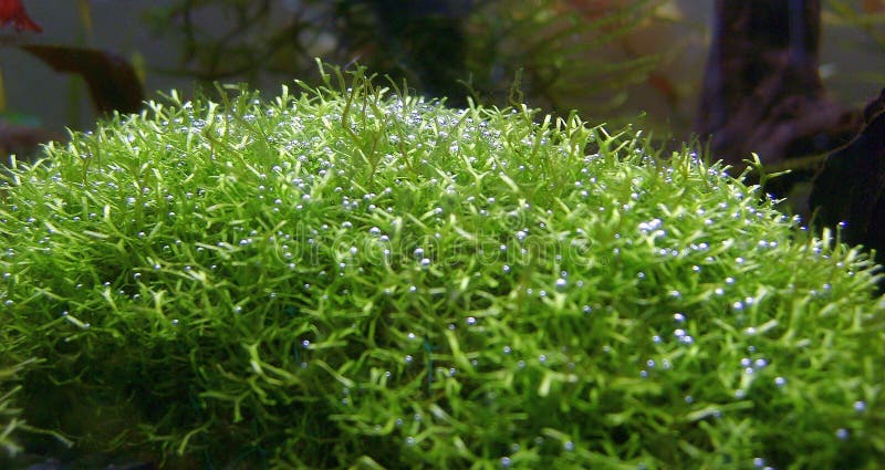 Riccia Plant Stock Photos - Free & Royalty-Free Stock Photos from ...