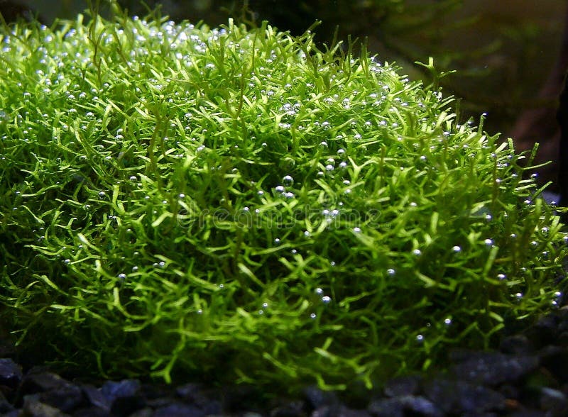 Riccia Plant Stock Photos - Free & Royalty-Free Stock Photos from ...