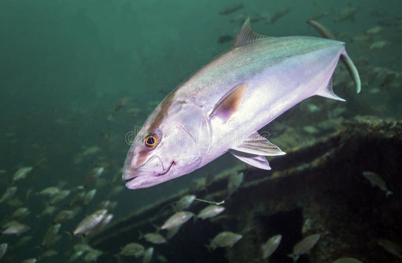 Pesci Della Ricciola Dei Pesci Di Dumerili Del Seriola Maggiori ...