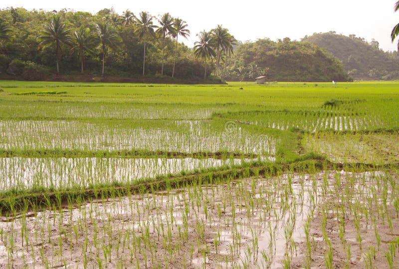 Rice Fields Lowlands Philippines Stock Photos - Free & Royalty-Free ...