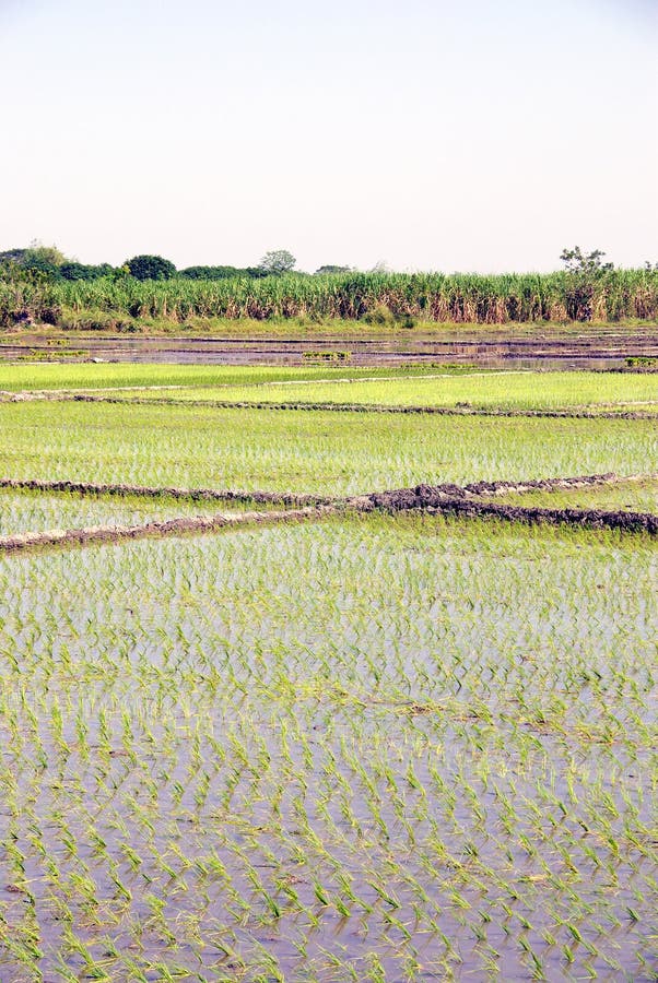 Rice Fields Lowlands Philippines Stock Photos - Free & Royalty-Free ...