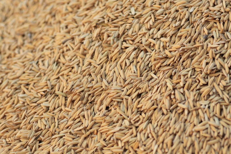 Rice stock image. Image of asia, seeds, rice, germ, paddy - 13662363