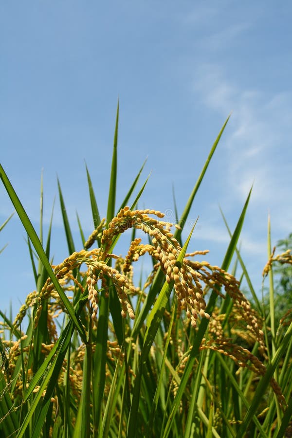 Rice stock image. Image of gold, rice, cook, green, paddy - 14994509