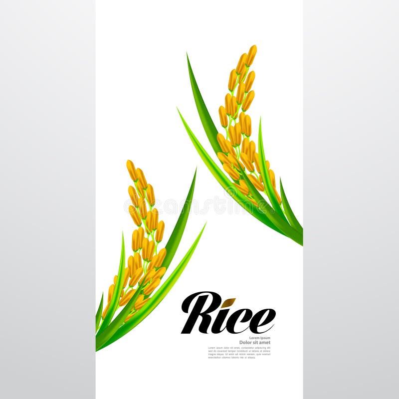 Premium Rice Great Quality Design Concept Vector. Stock Vector ...
