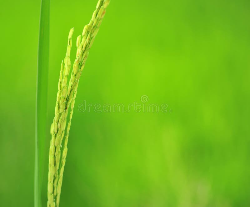 Rice stock photo. Image of paddy, agriculture, stem, rice - 26272520