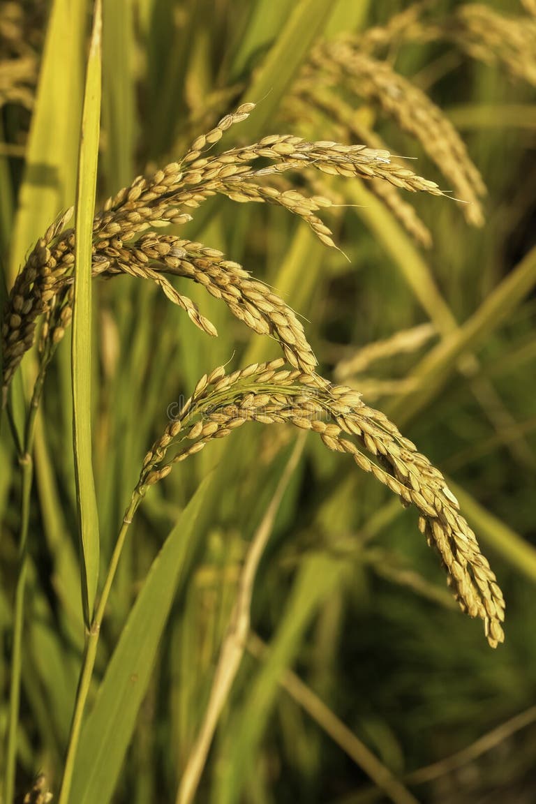 2,150 Mature Rice Nature Stock Photos - Free & Royalty-Free Stock ...