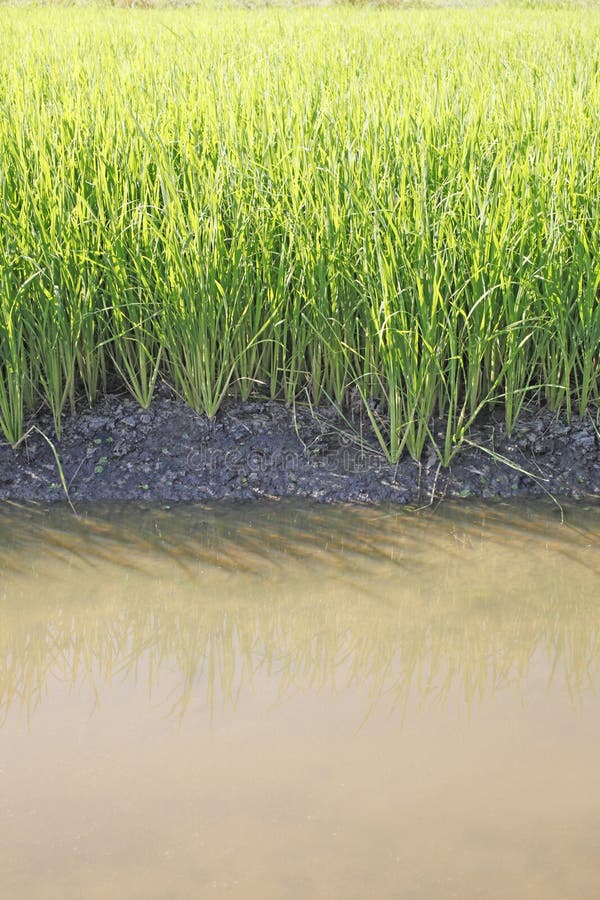 Rice stock image. Image of outdoor, grain, background - 28295695