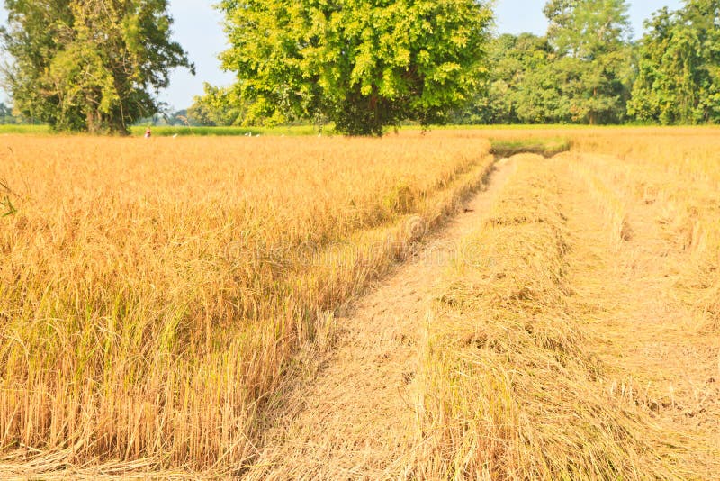 Rice stock image. Image of harvesting, autumn, fall, botany - 28511245