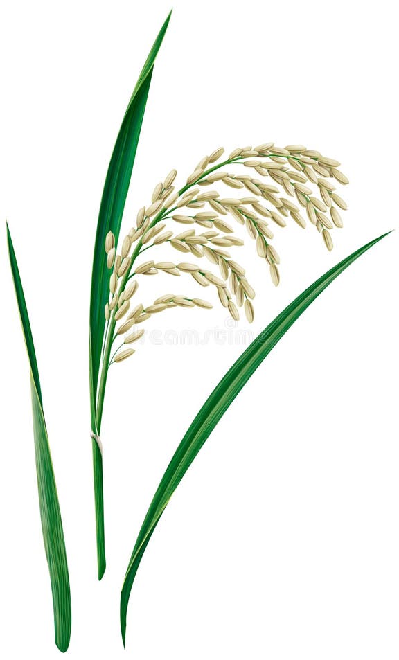 Rice Stalks Stock Illustrations – 1,558 Rice Stalks Stock Illustrations ...