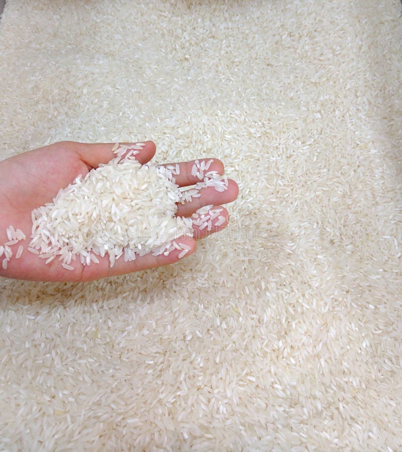 Rice stock image. Image of rice, holding, finger, sale - 77766595