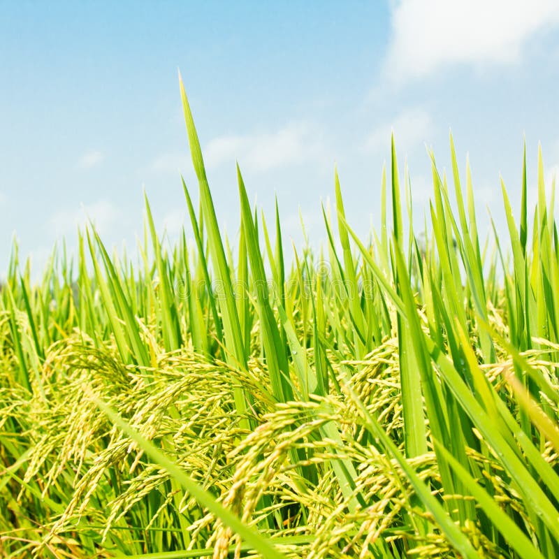 Rice against blue sky. stock photo. Image of panicle - 23441510