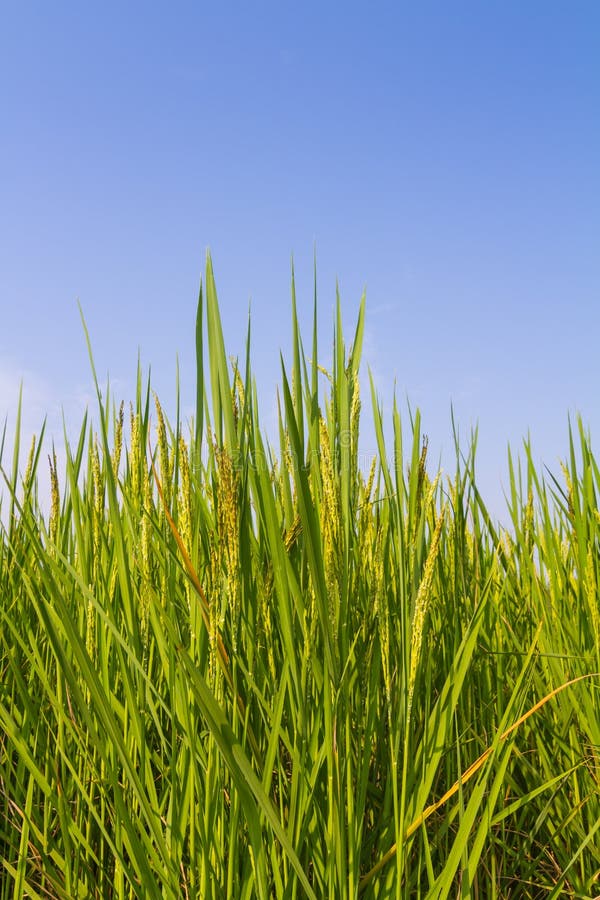 Rice against blue sky stock photo. Image of cereal, agriculture - 45672496