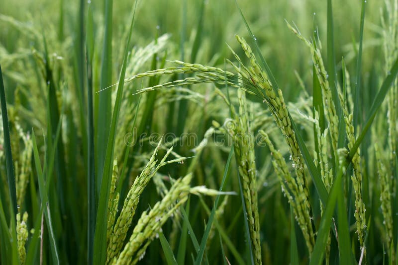 Rice Background stock image. Image of crop, background - 17325941
