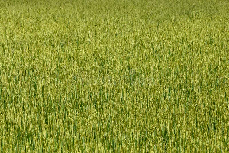 Rice background stock photo. Image of blur, lawn, deep - 44300054