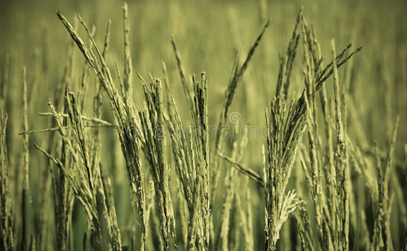 Rice background stock photo. Image of fresh, greenness - 44300124
