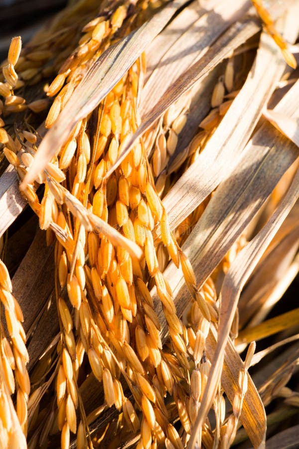 Rice background stock image. Image of field, paddy, cereal - 46742627
