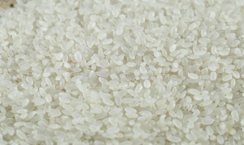 Rice background stock image. Image of plant, cereal, oryza - 77486147
