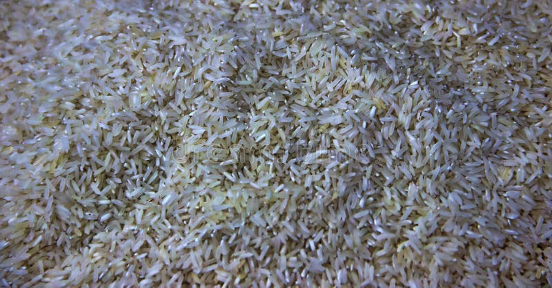 Rice background stock photo. Image of background, industry - 250196272