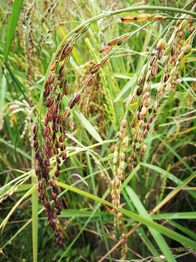 208 Pest Paddy Rice Field Photos - Free & Royalty-Free Stock Photos ...