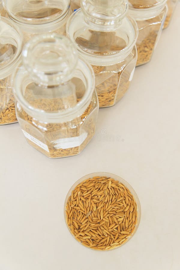 Rice Test Tube Stock Photos - Free & Royalty-Free Stock Photos from ...