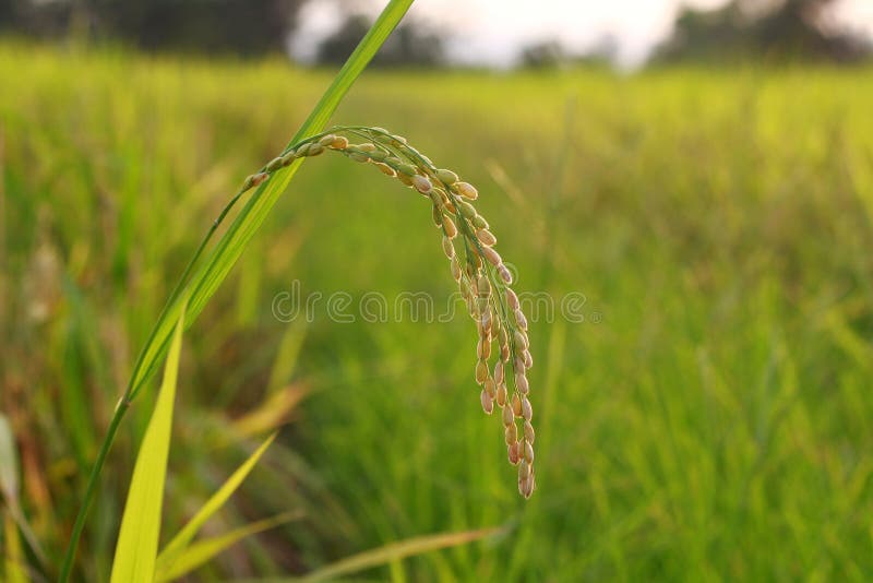 Rice stock image. Image of cereal, spike, grain, japaneserice - 54006487