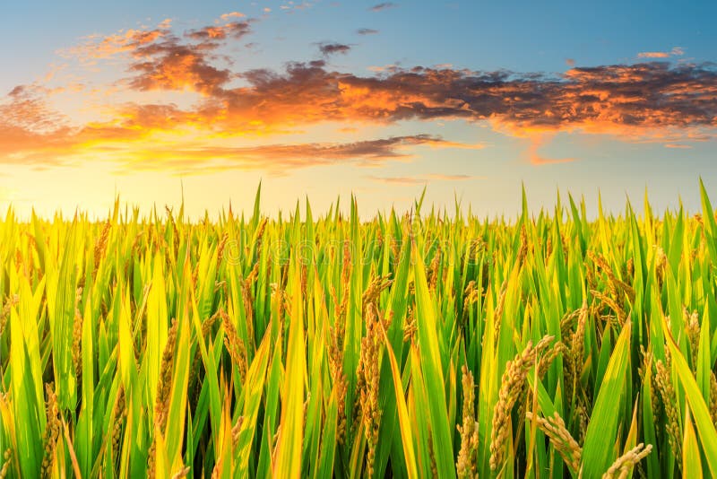 Rice and Beautiful Sky at Sunset Stock Photo - Image of plant, rice ...