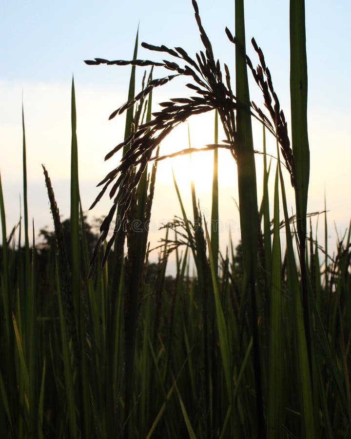 Rice stock image. Image of fields, farmer, rice, natural - 172133271